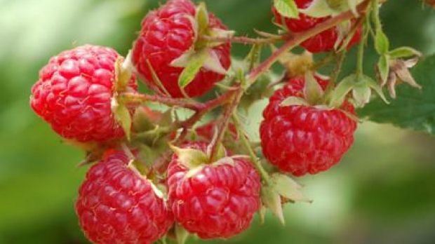 zmeura online,culturi si sfaturi